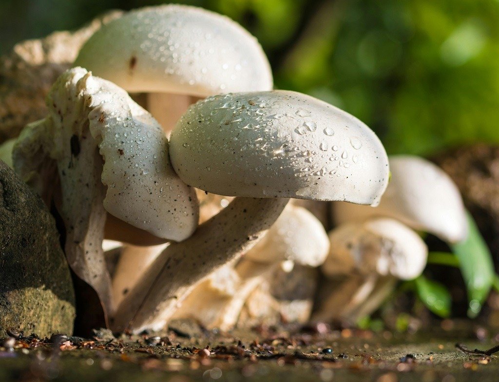 Exploring the Spiritual Significance of Mushrooms: What Are Their ...