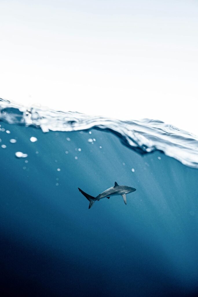 What does dreaming of a shark symbolize spiritually? - My Spirit IQ