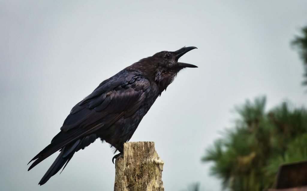 What does it mean to hear crows at night? Exploring the spiritual ...