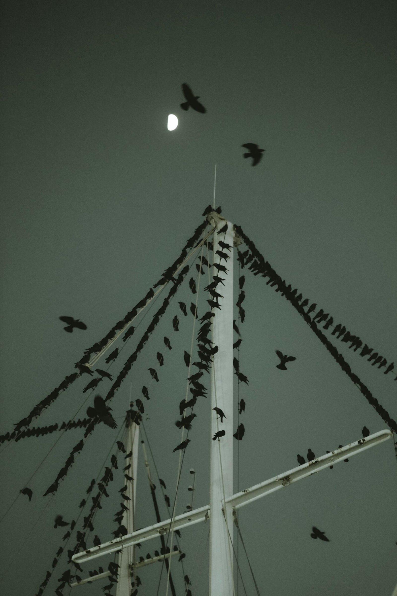 What does it mean to hear crows at night? Exploring the spiritual ...