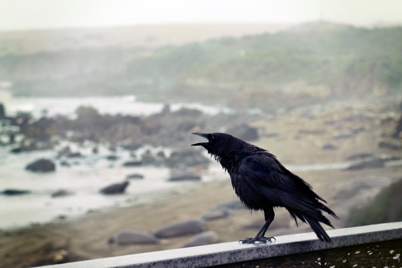 What is the spiritual significance of hearing a crow? - My Spirit IQ