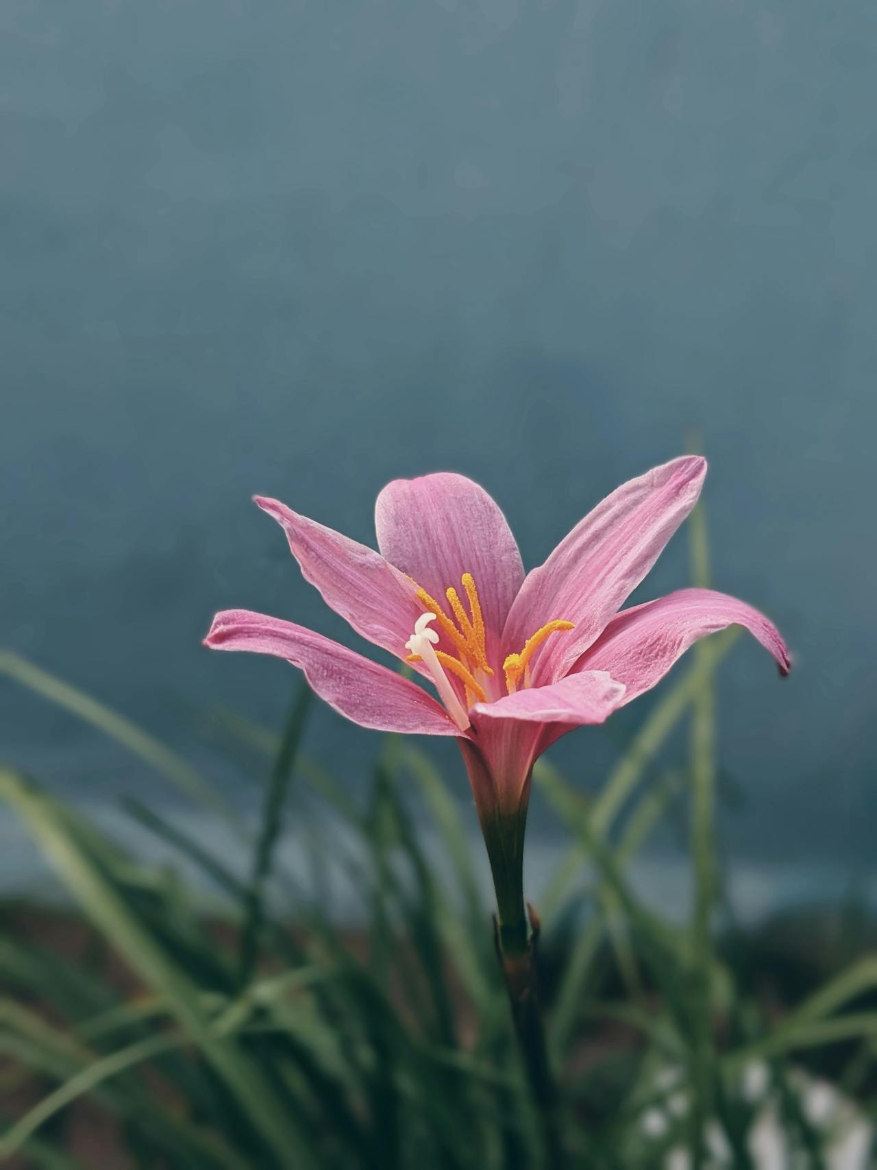 What is the spiritual significance of the lily flower? - My Spirit IQ