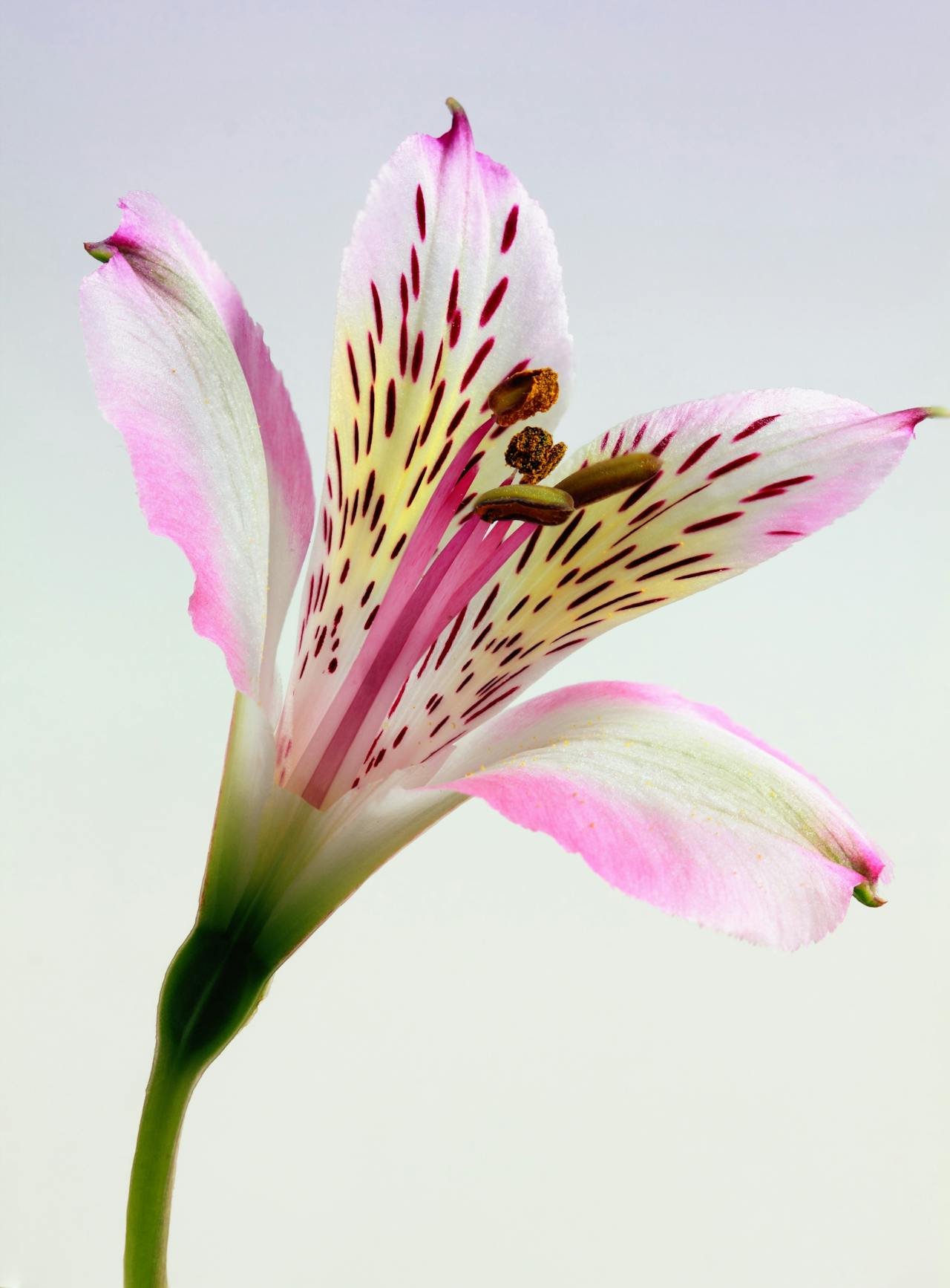 What is the spiritual significance of the lily flower? - My Spirit IQ
