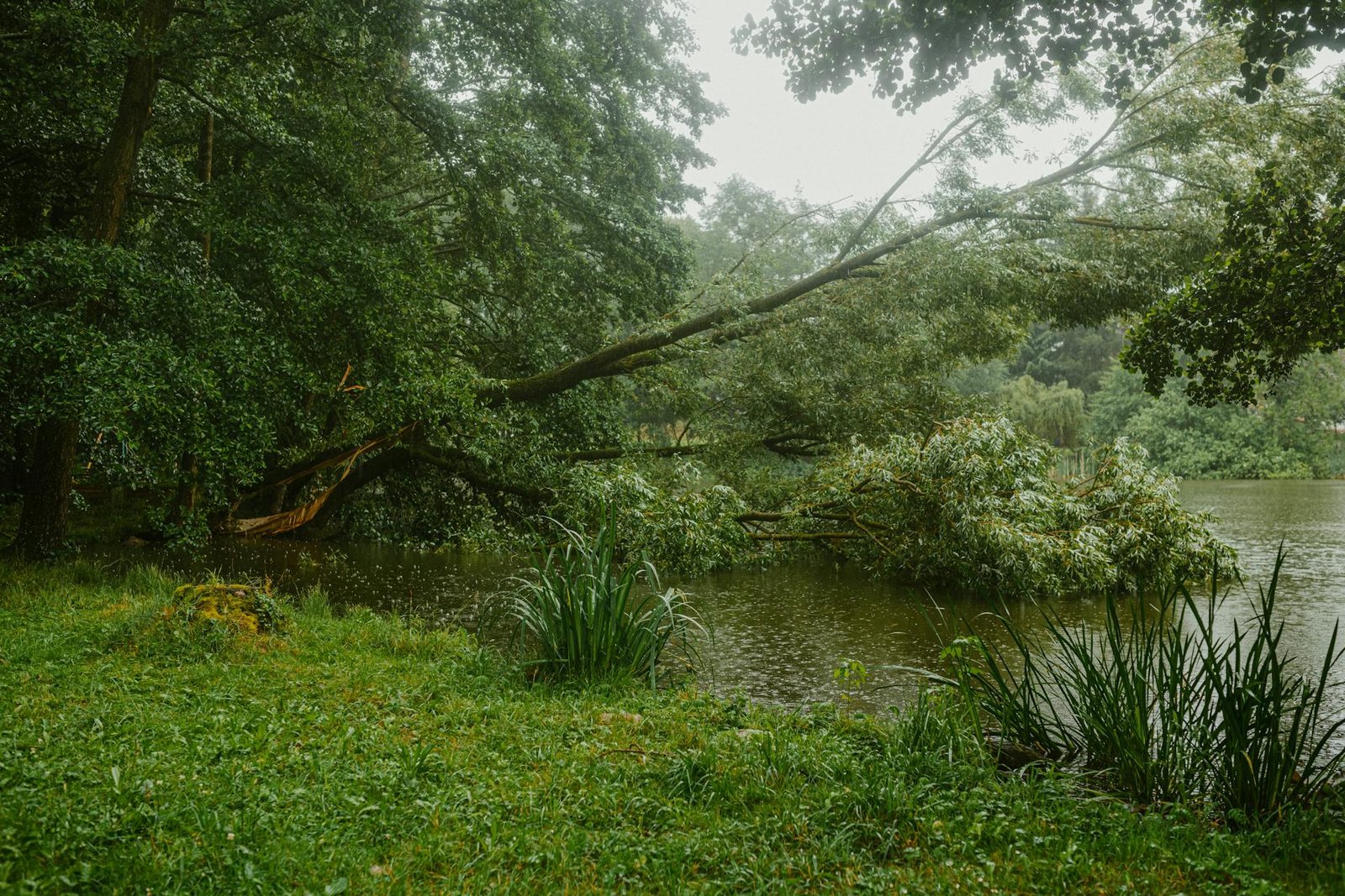 What is the spiritual significance of a tree falling down? - My Spirit IQ