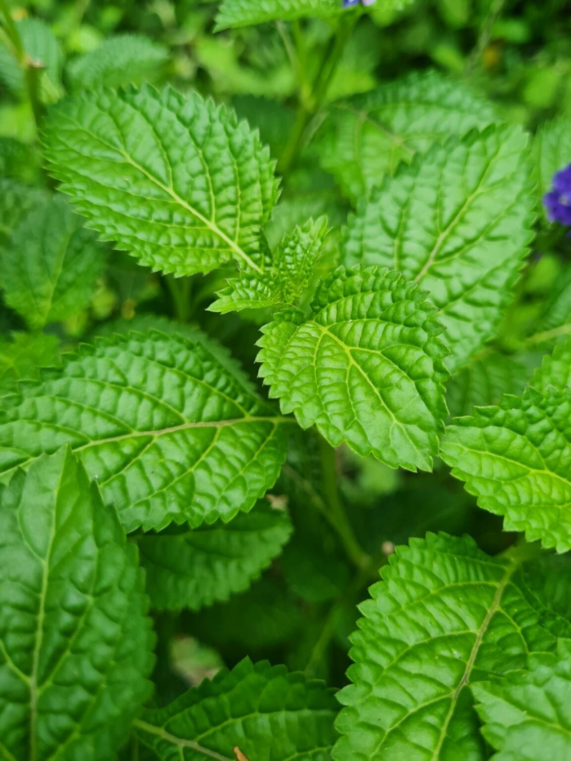 What is the spiritual significance of peppermint? Exploring the healing ...