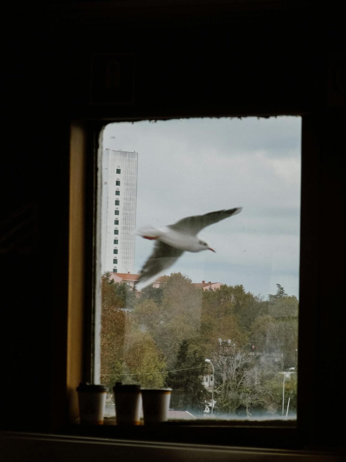 What is the spiritual significance of a bird flying into a window? - My ...