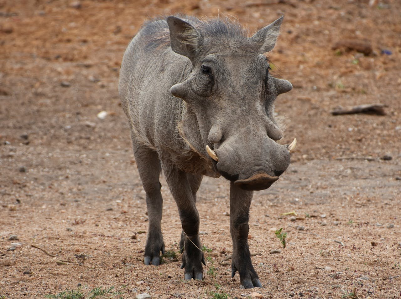 The Spiritual Significance of the Warthog: What Does This Animal ...