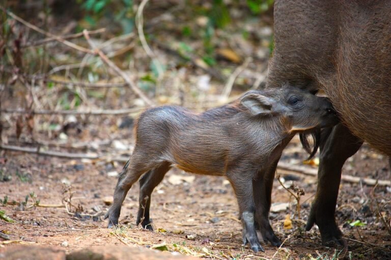 The Spiritual Significance of the Warthog: What Does This Animal ...