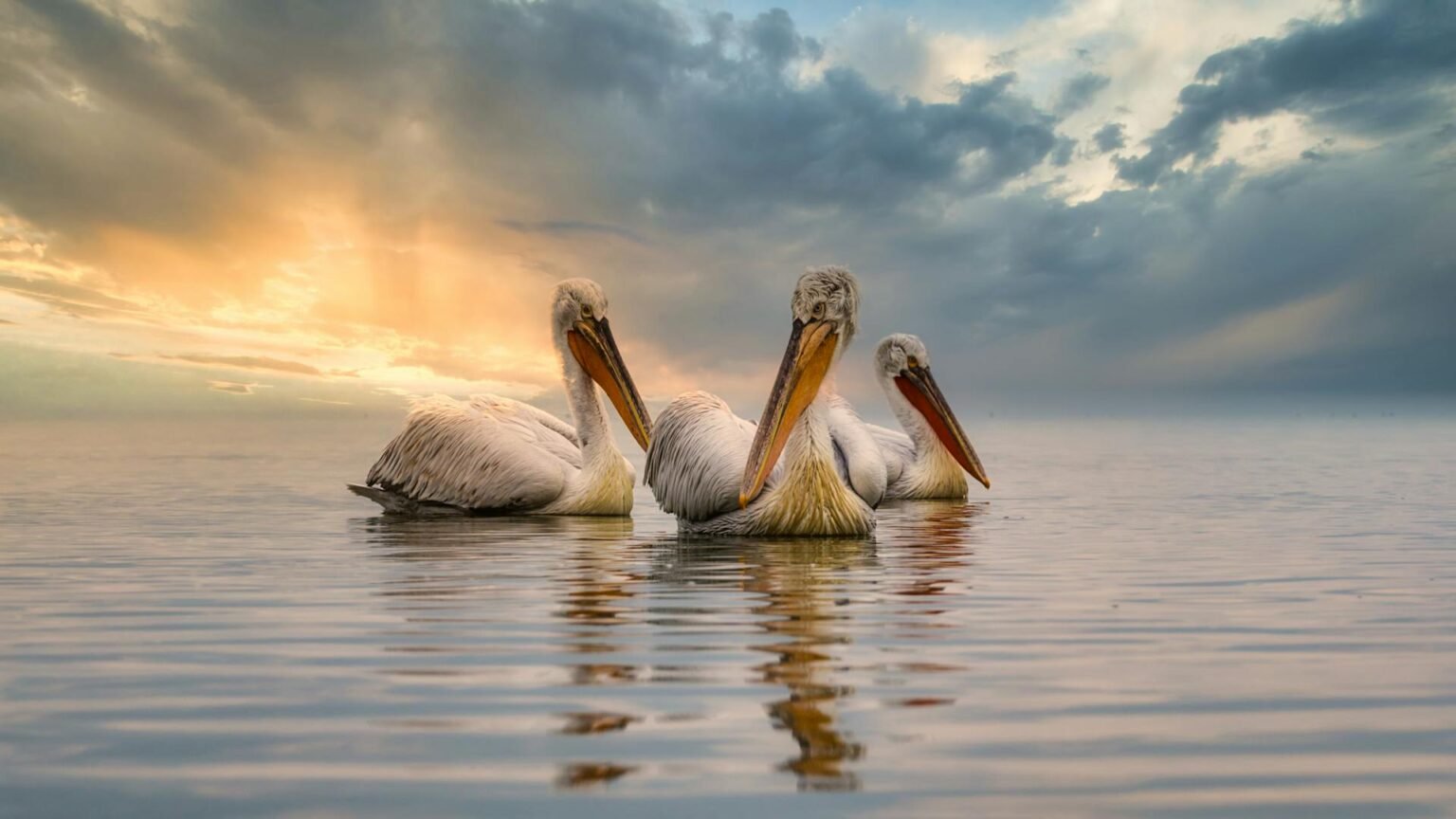 The Spiritual Symbolism of Pelicans: Understanding the Sacred Meaning ...