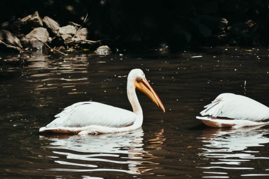 The Spiritual Symbolism of Pelicans: Understanding the Sacred Meaning ...