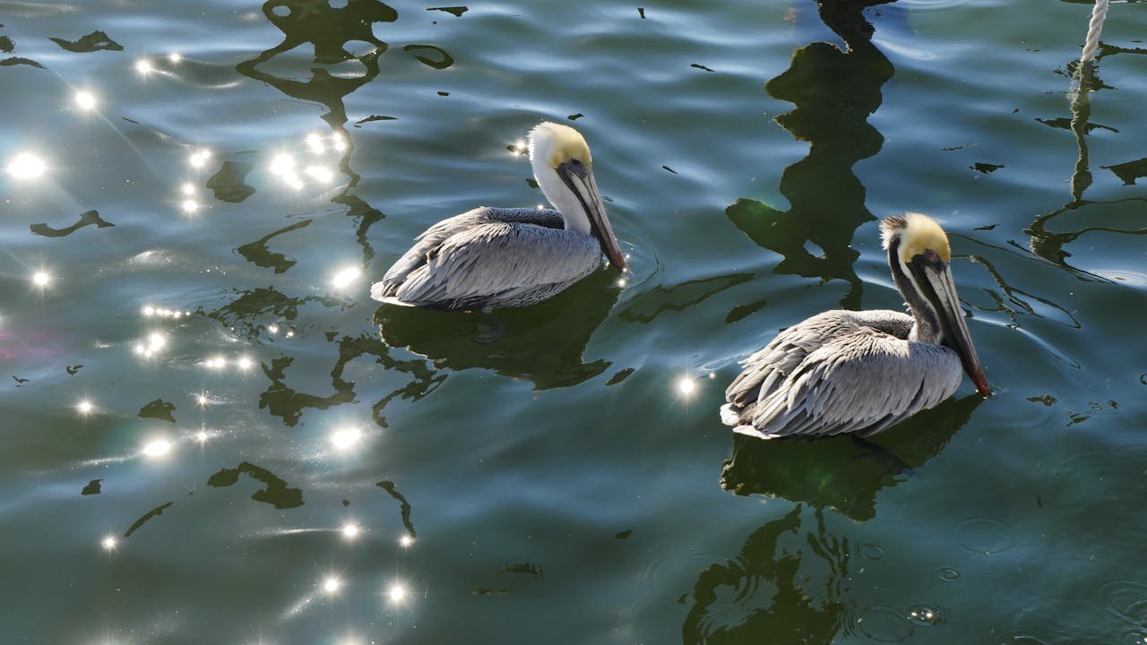 The Spiritual Symbolism of Pelicans: Understanding the Sacred Meaning ...