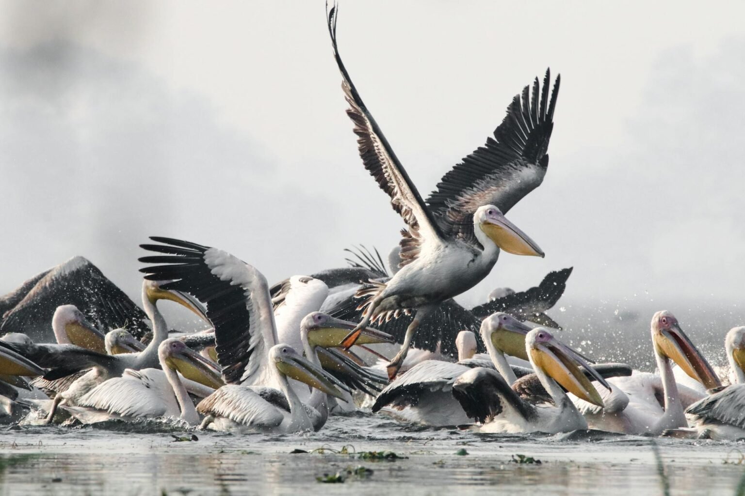 The Spiritual Symbolism of Pelicans: Understanding the Sacred Meaning ...