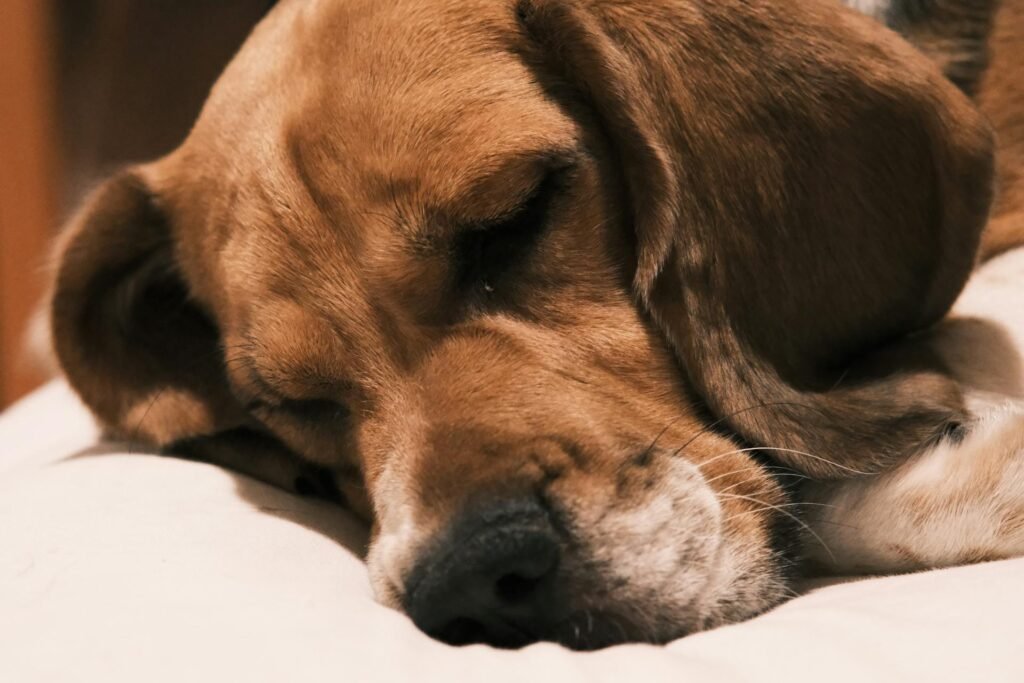 What is the spiritual significance of a dog's death? - My Spirit IQ