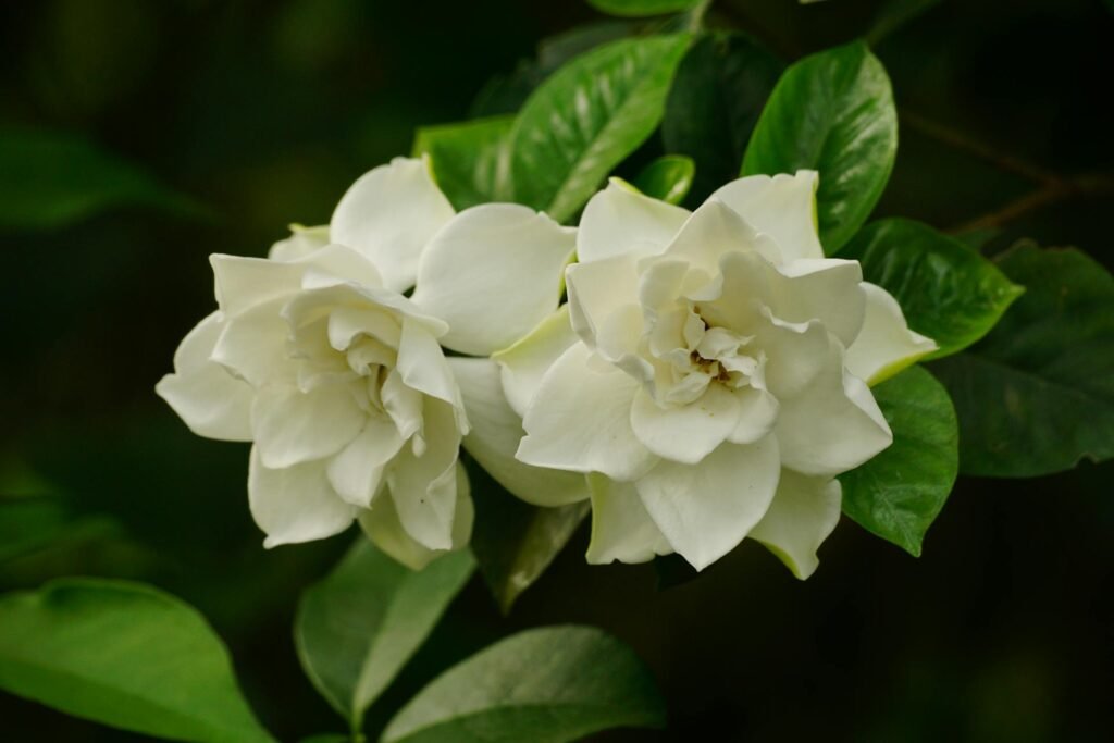 What is the spiritual significance of smelling gardenias? - My Spirit IQ