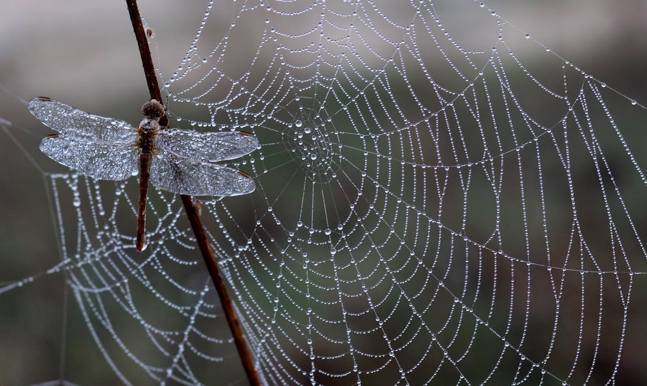 What is the spiritual significance of spider webs? - My Spirit IQ