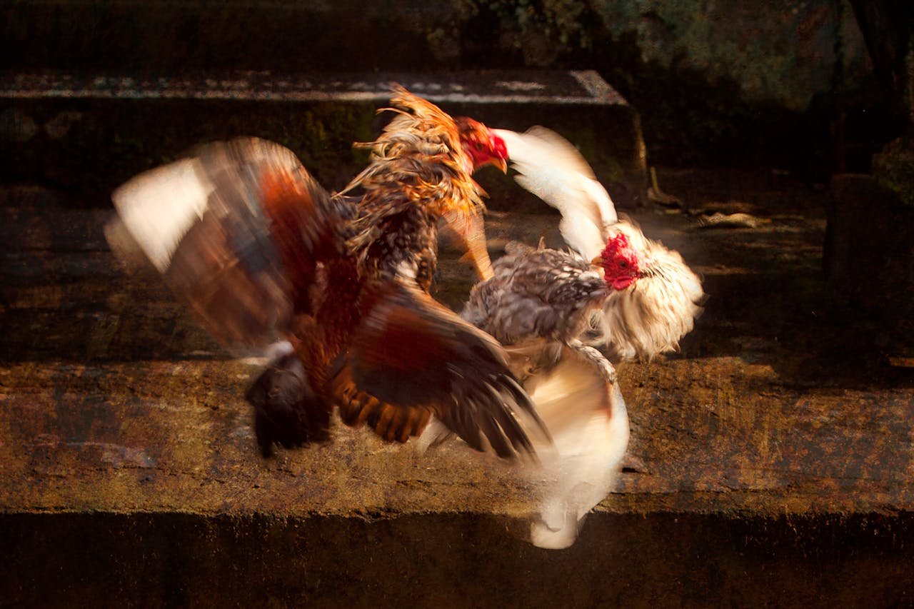 What Does It Mean When Two Birds Fight? Exploring the Spiritual ...