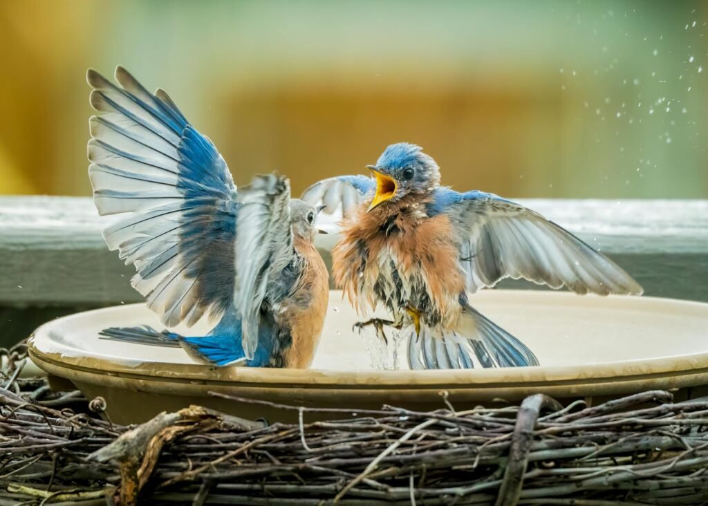 What Does It Mean When Two Birds Fight? Exploring the Spiritual ...