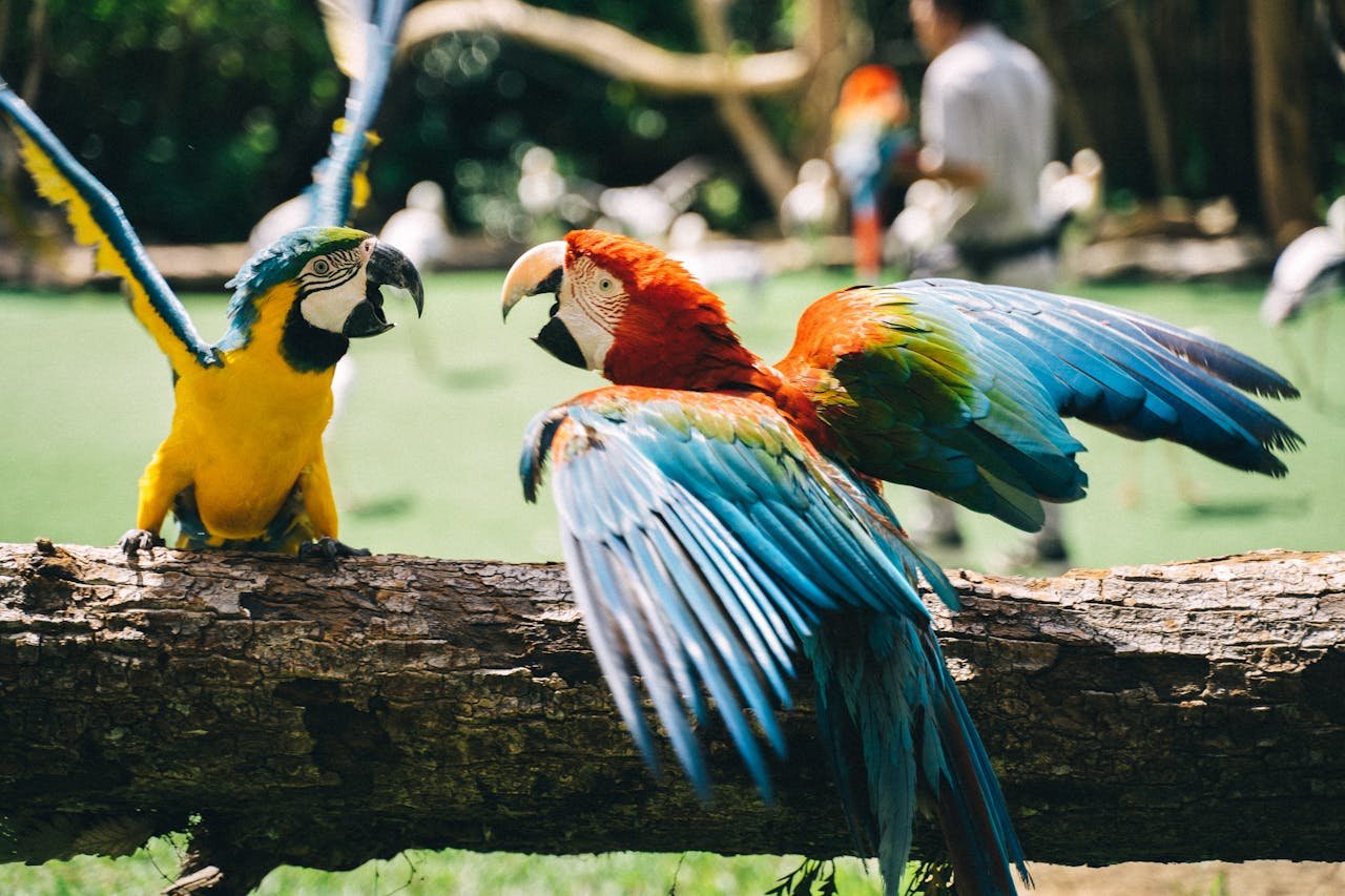 What Does It Mean When Two Birds Fight? Exploring the Spiritual ...