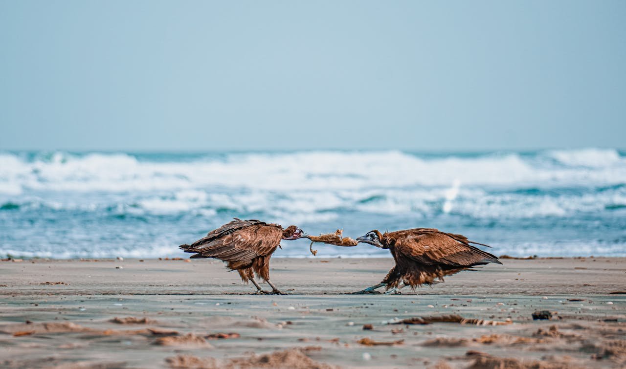 What Does It Mean When Two Birds Fight? Exploring the Spiritual ...