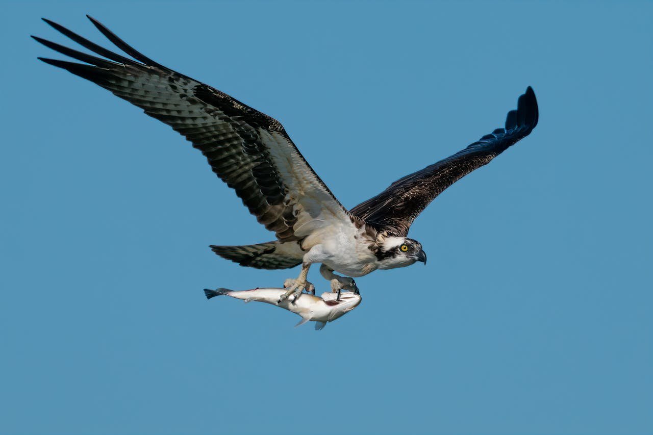 What is the spiritual significance of witnessing a falcon in flight ...