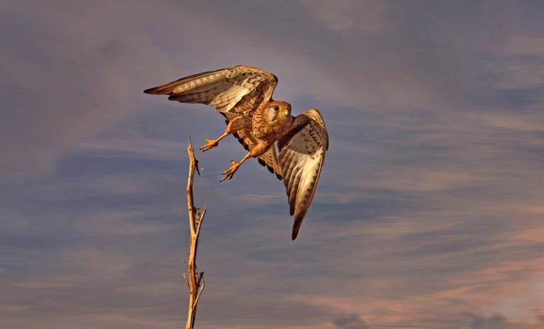 What is the spiritual significance of witnessing a falcon in flight ...