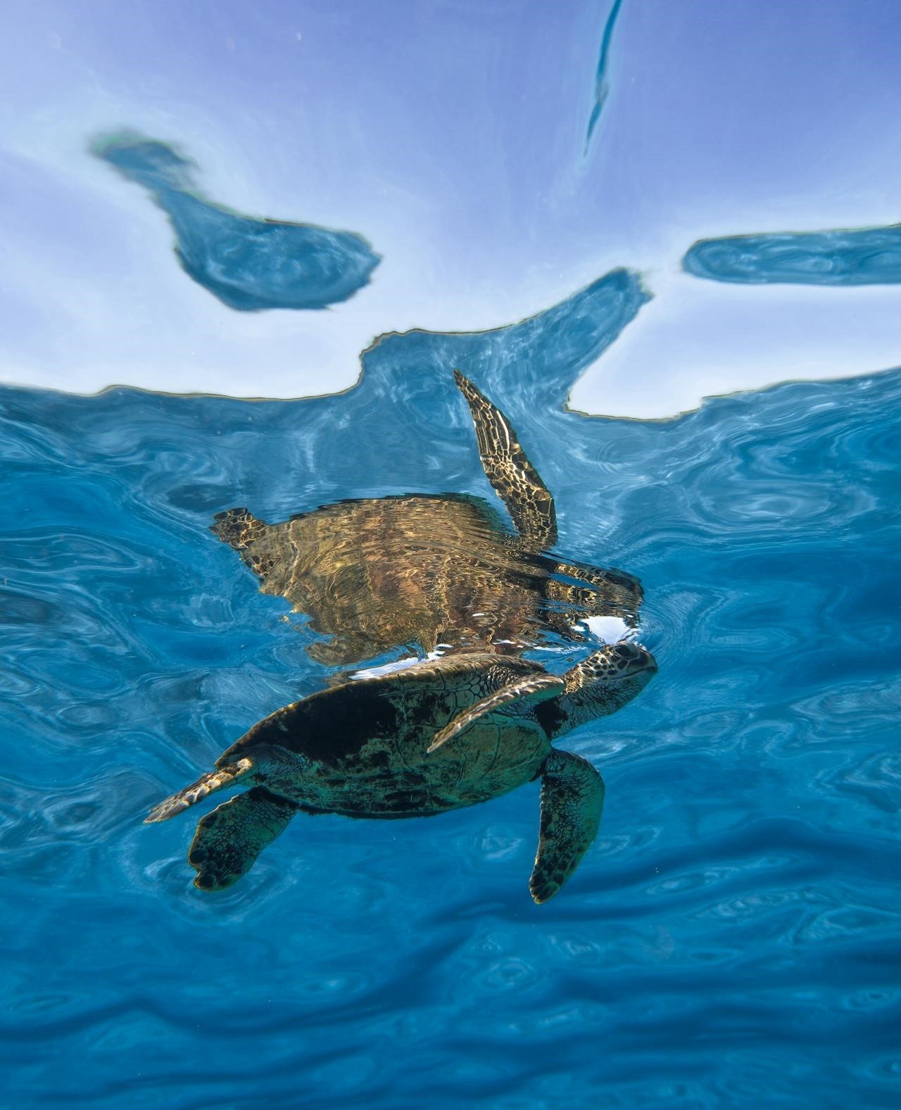 Unlocking the Spiritual Symbolism of the Tortoise - My Spirit IQ