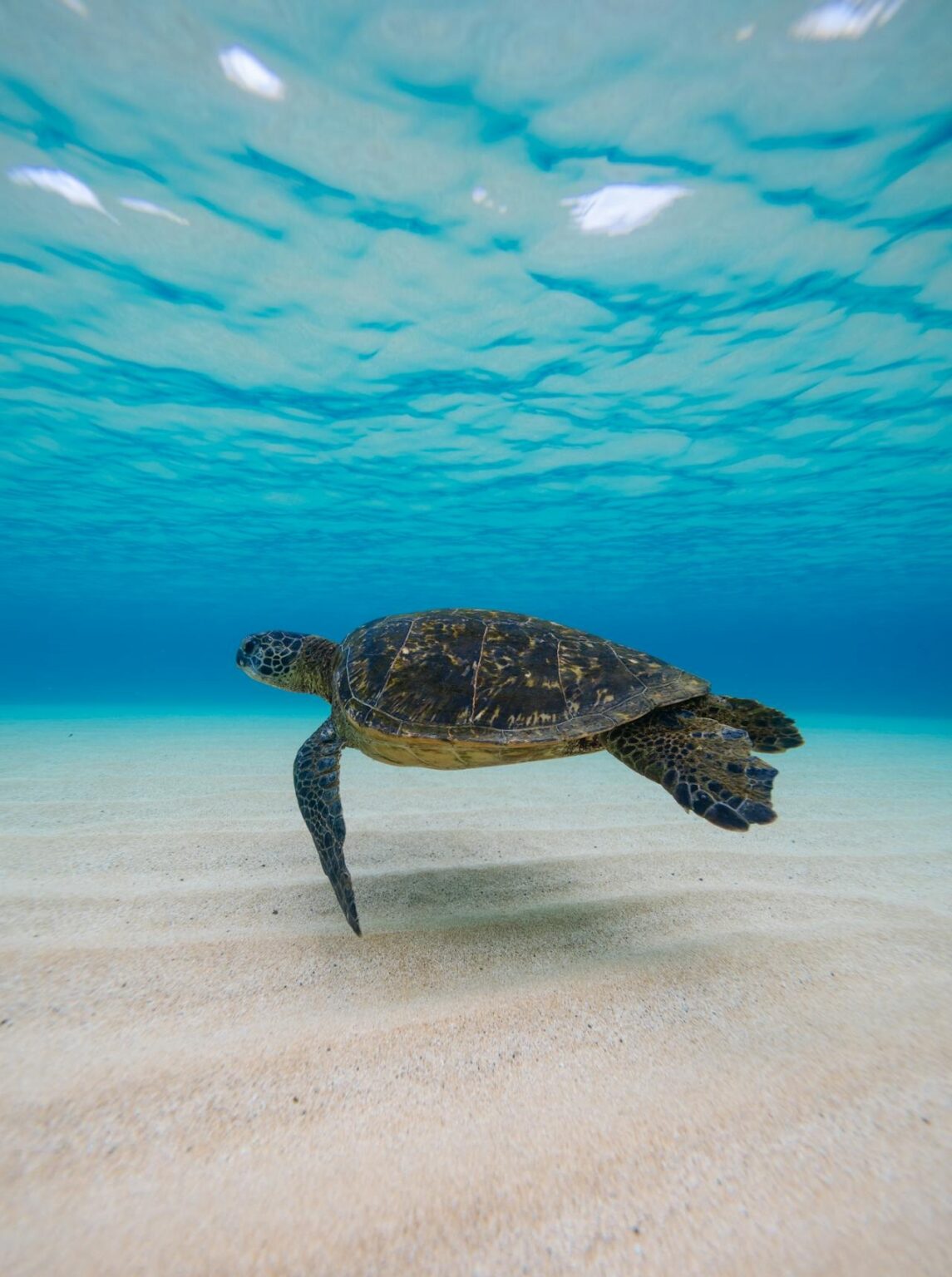 Unlocking the Spiritual Symbolism of the Tortoise - My Spirit IQ