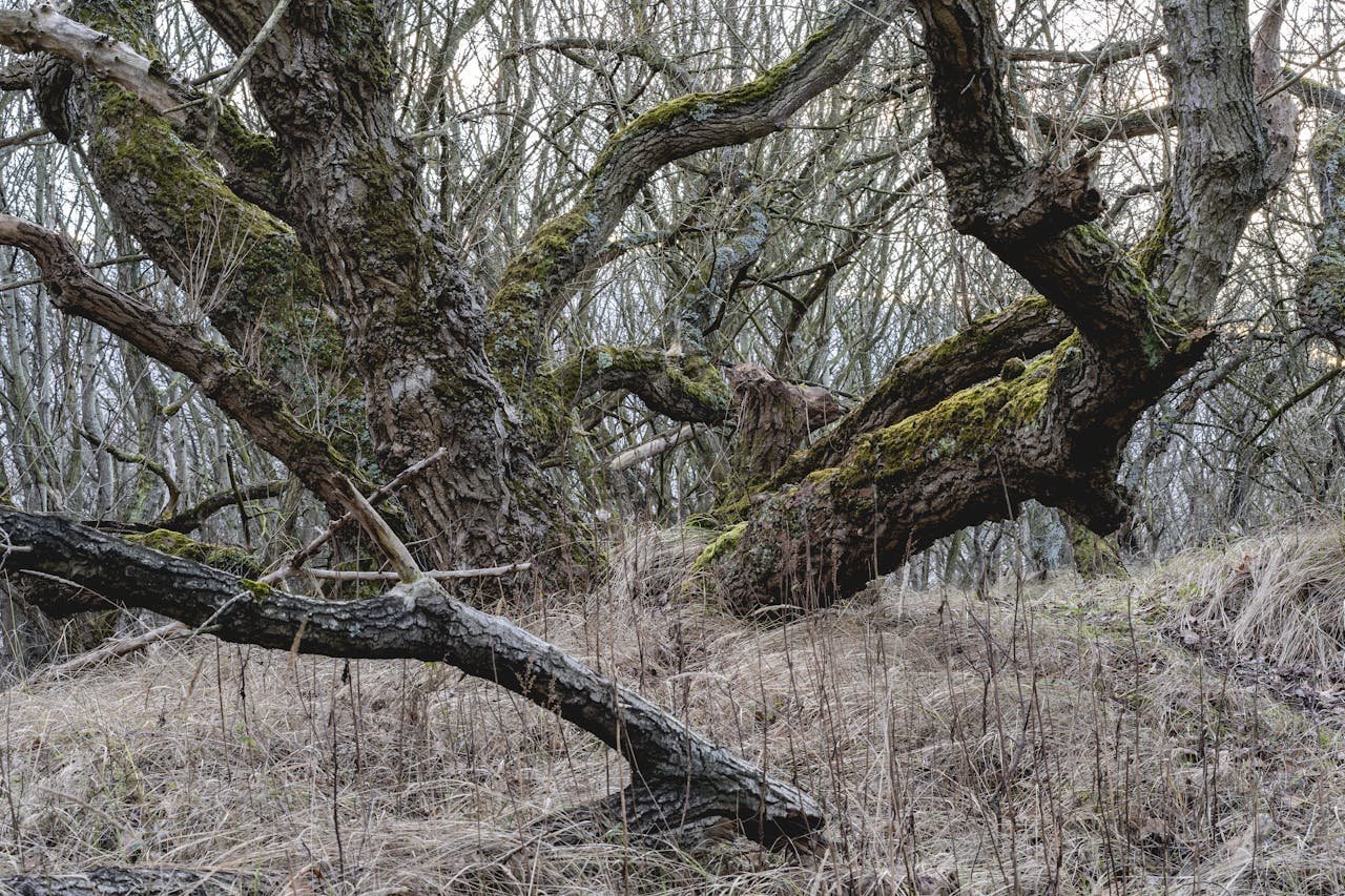 The Symbolism of a Tree Branch Falling: A Sign from the Universe - My ...