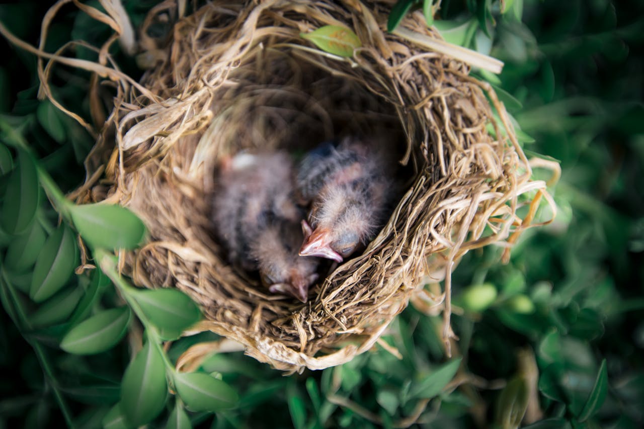What is the spiritual significance of baby birds? - My Spirit IQ