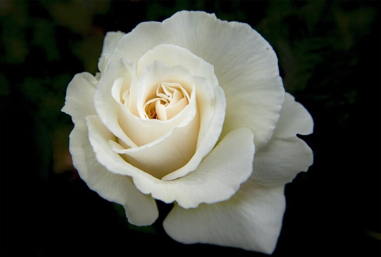 What is the spiritual significance of the white rose? - My Spirit IQ